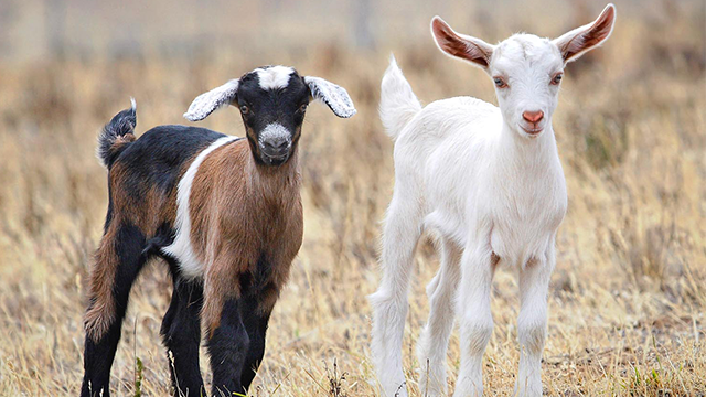 Who needs a lawnmower when you've got goats? - CBS46 News